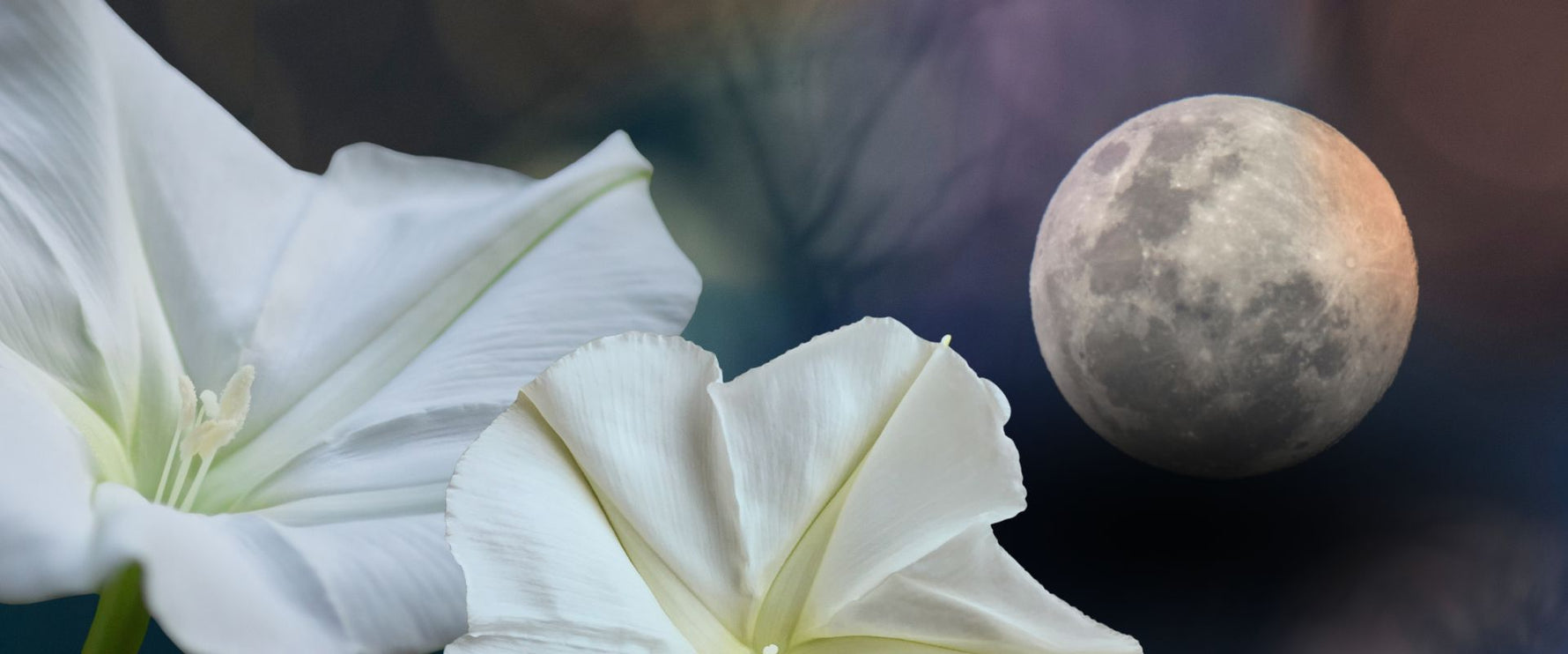 Moonflower Mama Eau de Parfum | Rainflower Studio Fine Fragrances